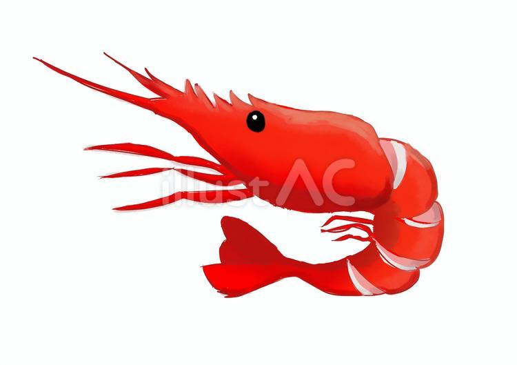 海老イラスト - No: 25935509｜無料イラスト・フリー素材なら「イラストAC」