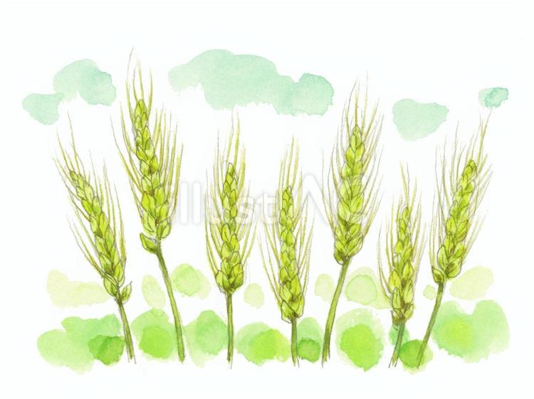 麦の穂イラスト - No: 26366189｜無料イラスト・フリー素材なら「イラストAC」