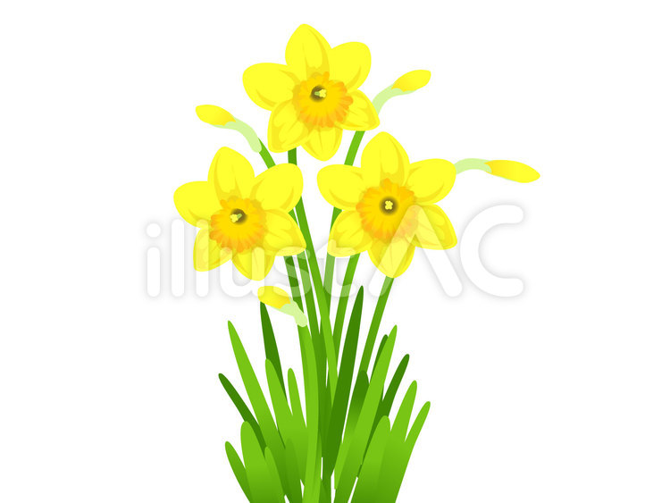 黄色い水仙イラスト - No: 1064470｜無料イラスト・フリー素材なら「イラストAC」