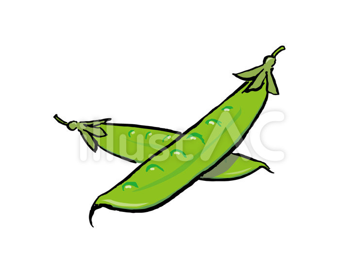 絹さやイラスト - No: 1150345｜無料イラスト・フリー素材なら「イラストAC」