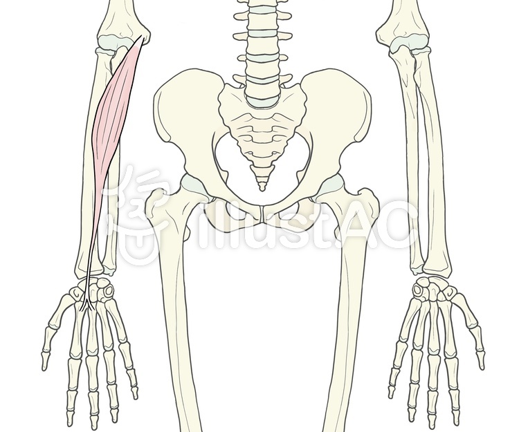 Free Vectors | Radial Root Flexion - Overall