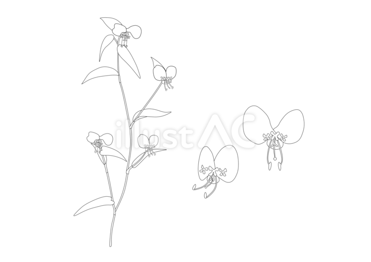 Free Vectors | Line drawing of Commelina