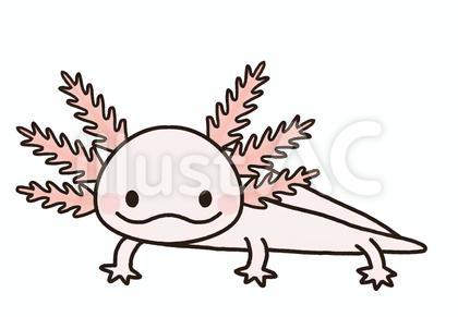 ウーパールーパー カラーイラスト - No: 24445173｜無料イラスト・フリー素材なら「イラストAC」