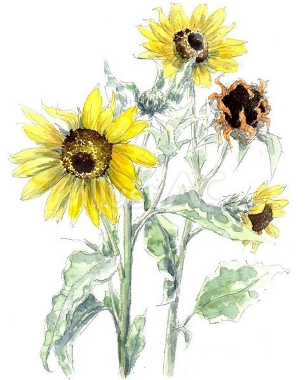 ひまわりの花イラスト - No: 23406458｜無料イラスト・フリー素材なら「イラストAC」