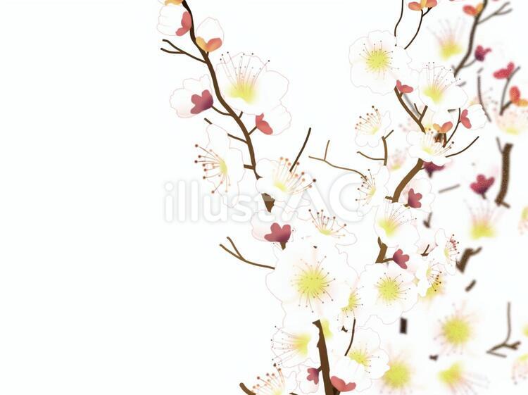 白梅イラスト - No: 27154763｜無料イラスト・フリー素材なら「イラストAC」