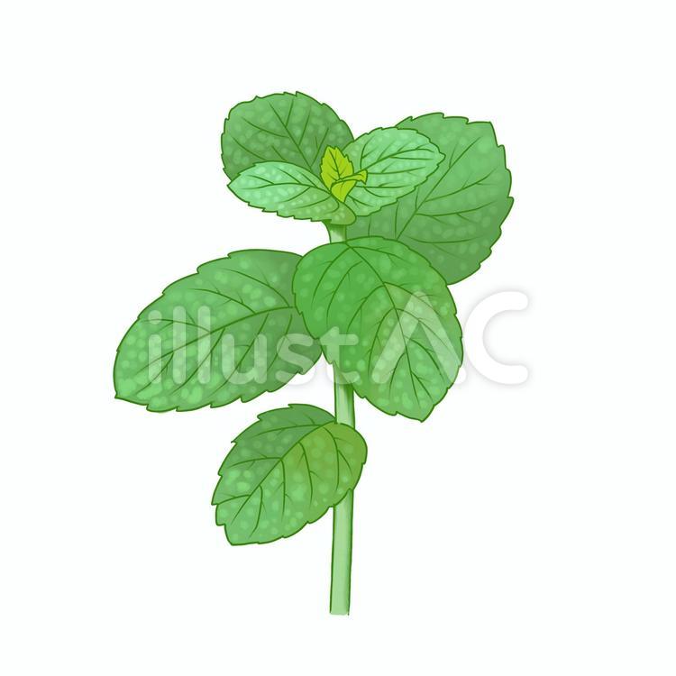 ミント ハーブイラスト - No: 22737377｜無料イラスト・フリー素材なら「イラストAC」